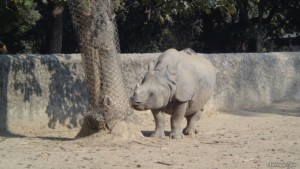 Kanpur Zoo Timings, Entry Fee and Address - Allen Forest Zoo