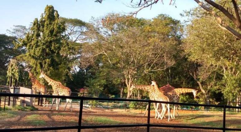 Mysore Zoo Timings, Tickets, Entry Fee 2025 and Address