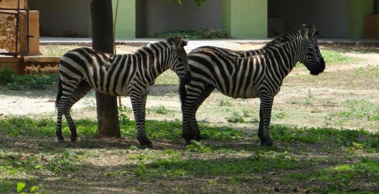 Mysore Zoo Timings, Tickets, Entry Fee 2025 and Address