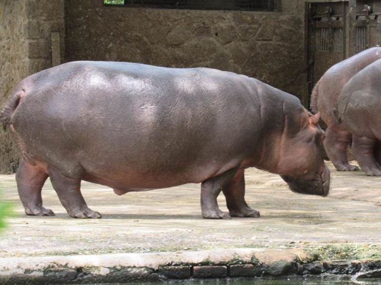 Vandalur Zoo Timings, Arignar Anna Zoological Park Ticket Price 2025